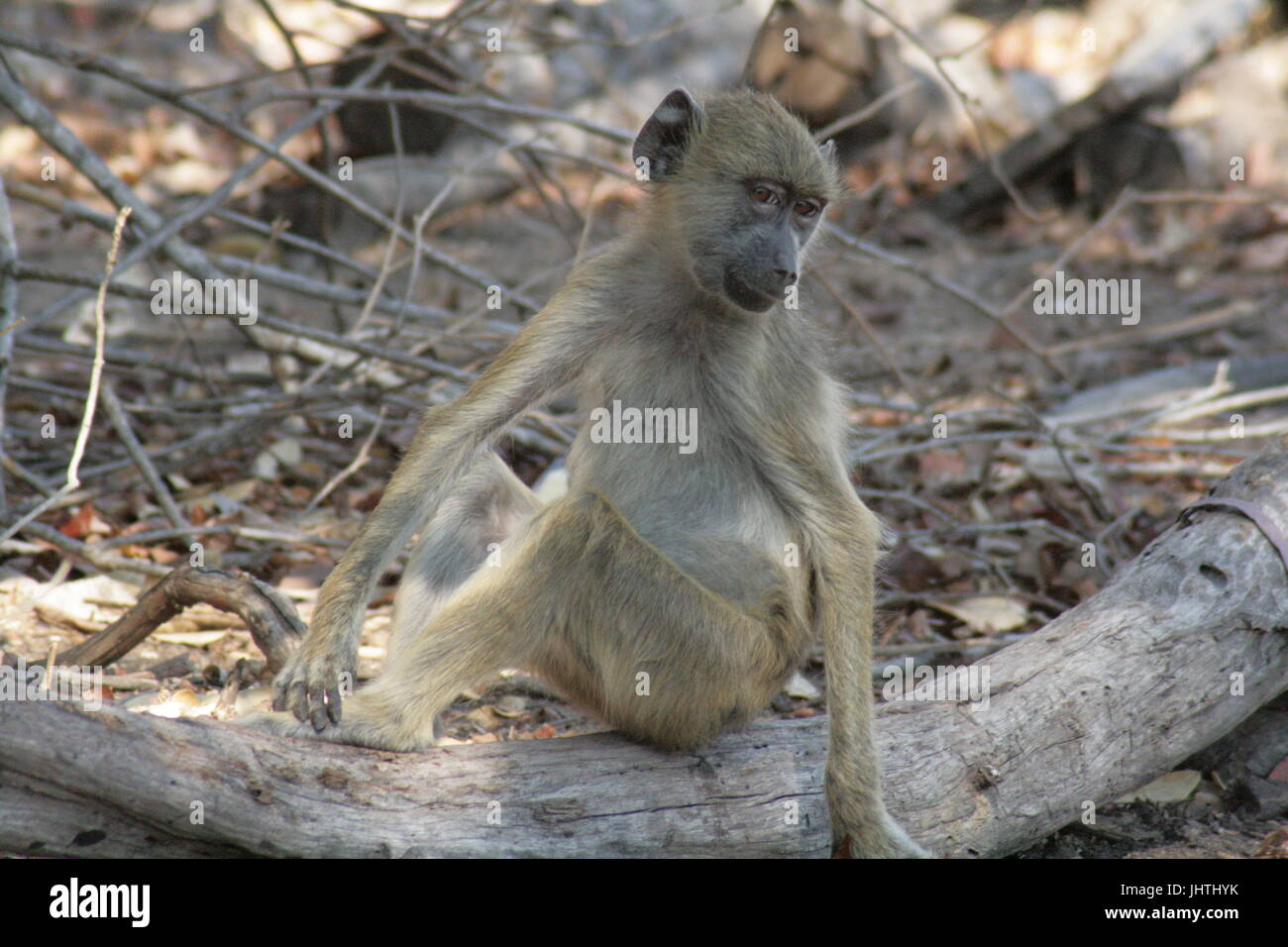 Malawian primate hi-res stock photography and images - Alamy