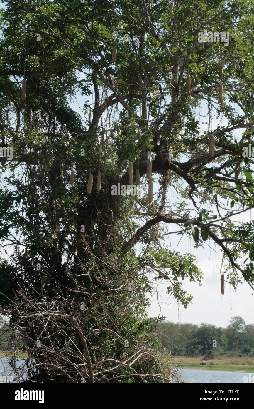 Kigelia africana, sausage tree, african sausage tree, Bignoniaceae ...