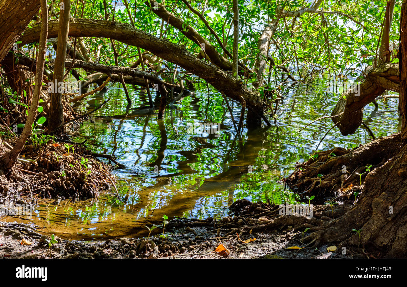 Traditional and dense tropical mangrove vegetation with its roots ...
