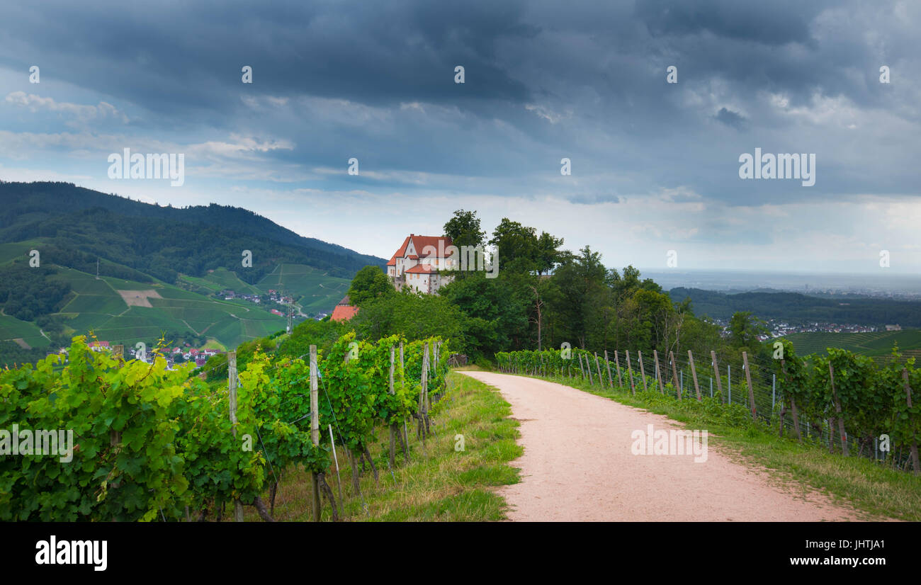 The Staufenberg castle in Durbach in the Black Forest area in Germany ...