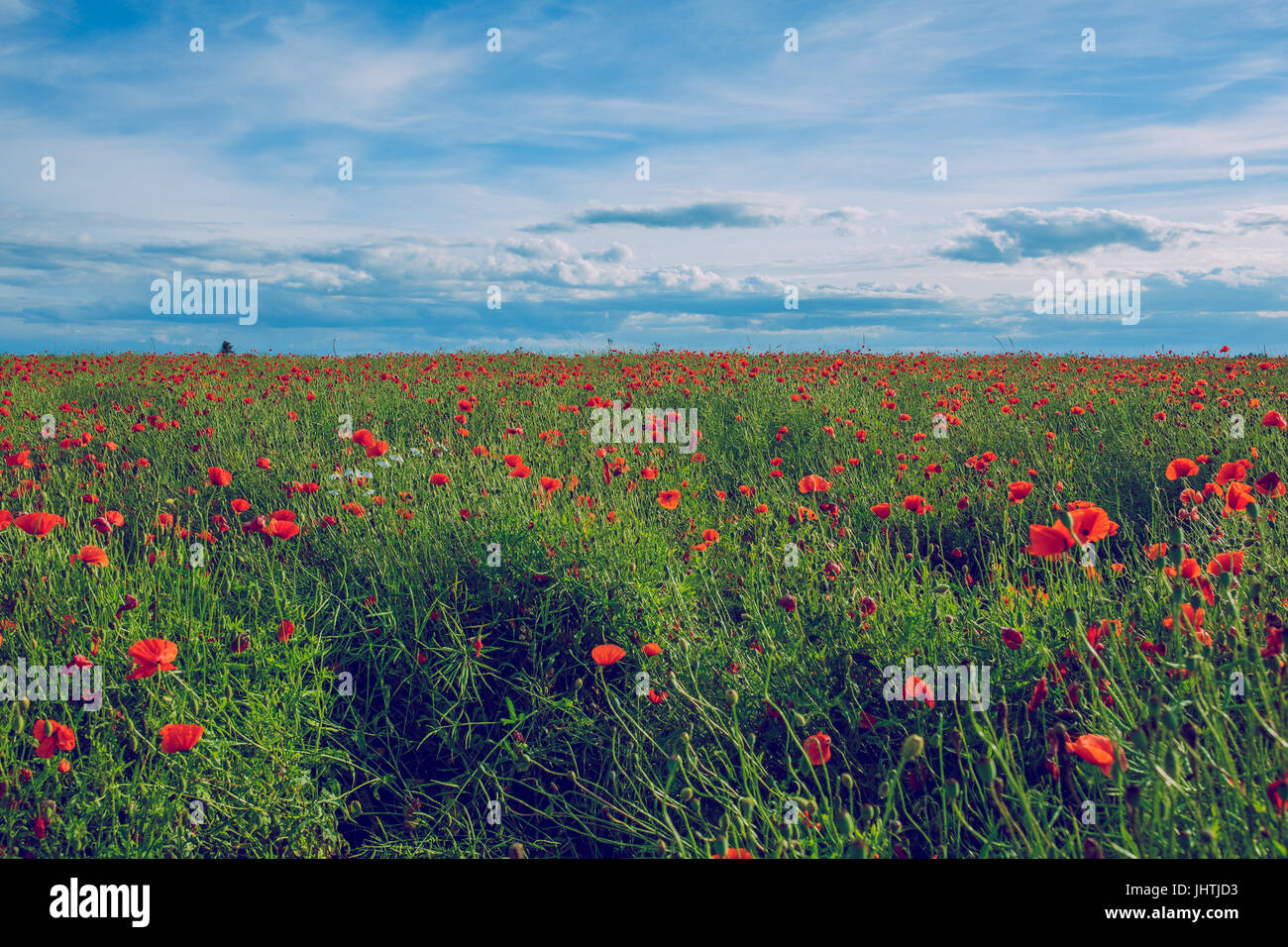 Poppy field at Latvia, 2017 Stock Photo - Alamy