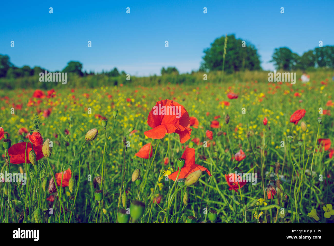 Poppy field at Latvia, 2017 Stock Photo - Alamy