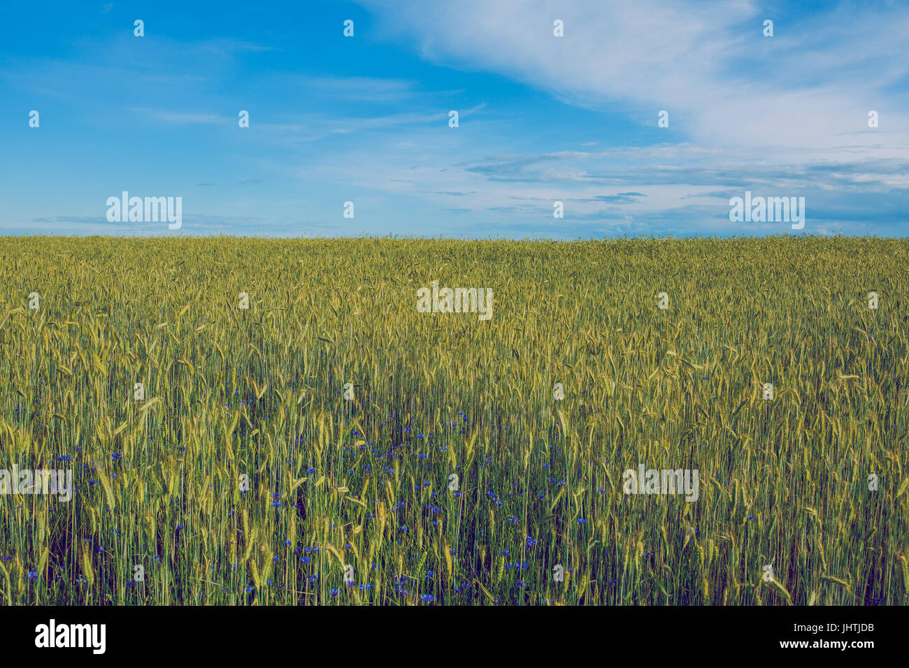 Rye field at Latvia, 2017 Stock Photo - Alamy
