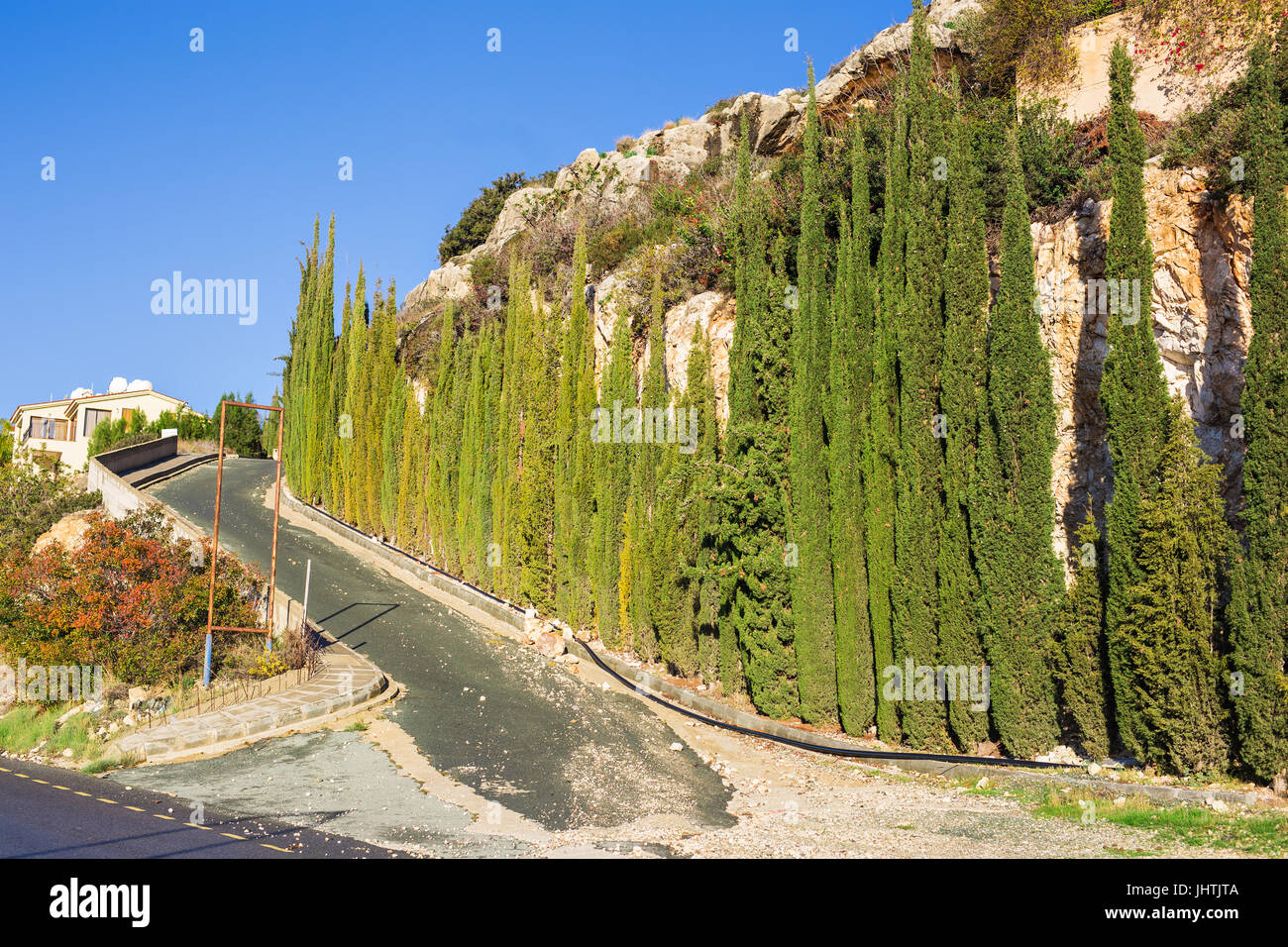 Cypress Trees row and road in a rural landscape, Europe Stock Photo - Alamy