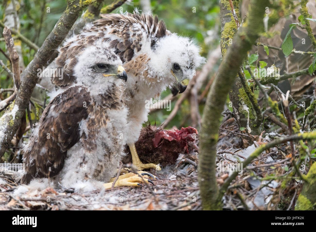 Buteo buteo common buzzard nest hi-res stock photography and images - Alamy