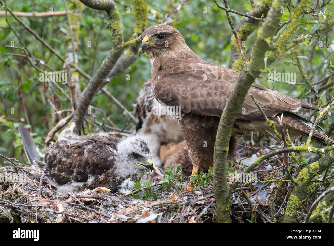 Buteo buteo common buzzard nest hi-res stock photography and images - Alamy