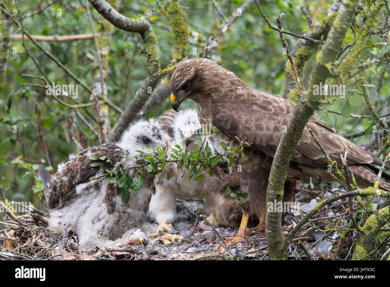 Buteo buteo common buzzard nest hi-res stock photography and images - Alamy