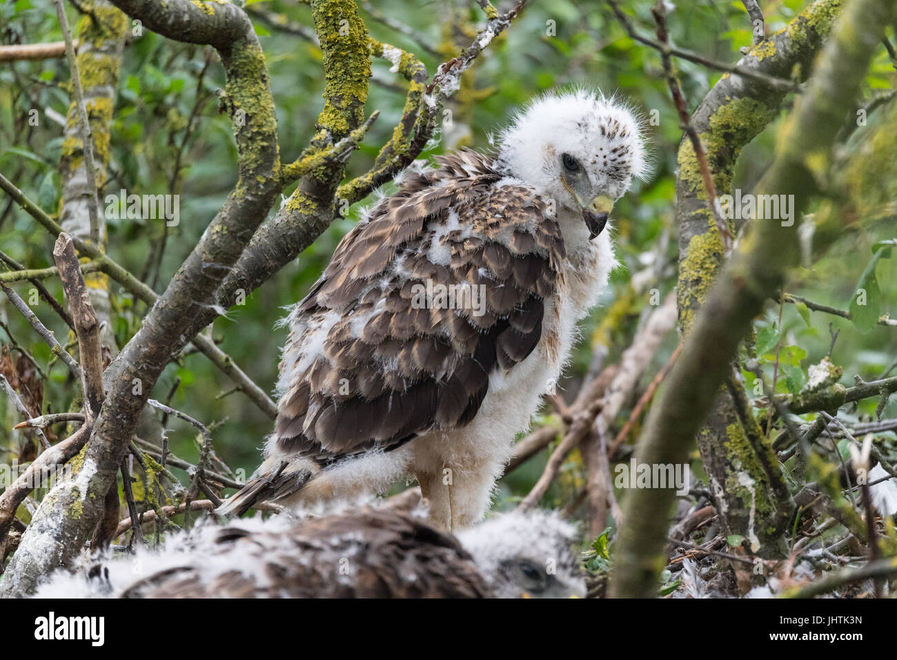 Common buzzard chick hi-res stock photography and images - Alamy