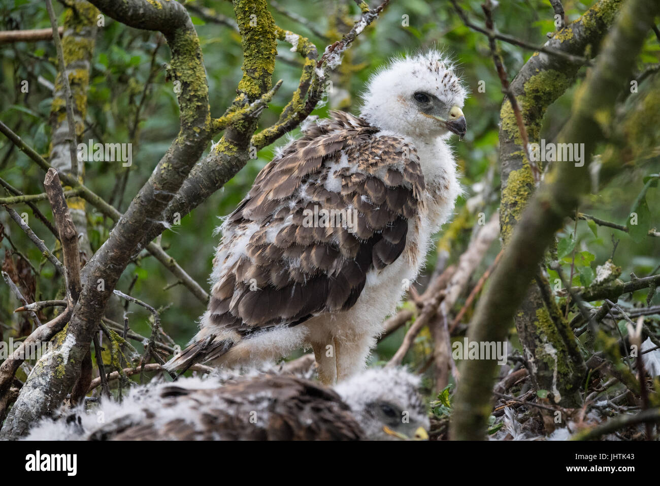 Buteo Buteo Common Buzzard Nest Stock Photos & Buteo Buteo Common ...