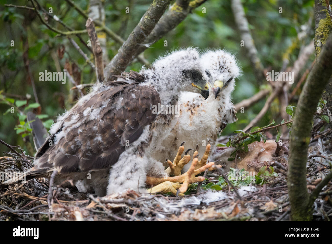 Common buzzard chick hi-res stock photography and images - Alamy