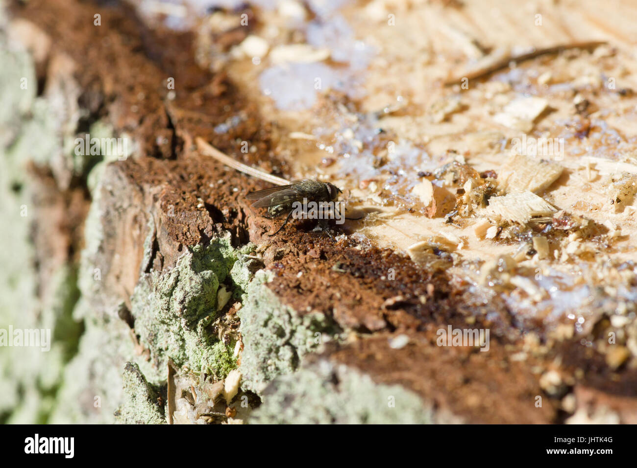 fly moves on a stump in search of food Stock Photo - Alamy