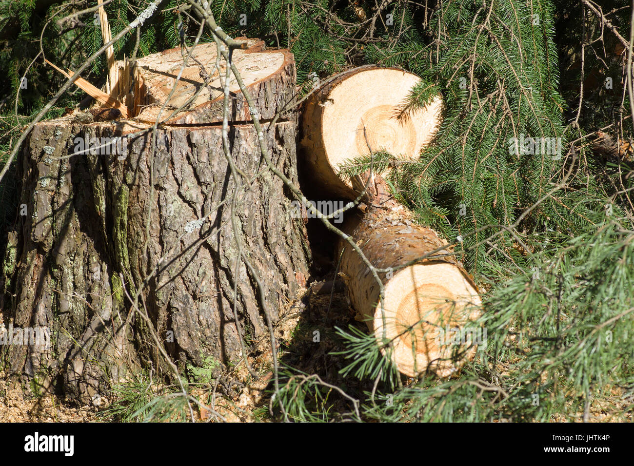Stumps from felled trees in a pine forest Stock Photo - Alamy