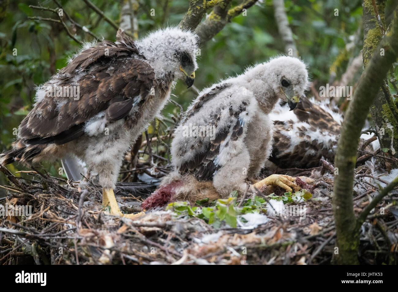Buteo buteo common buzzard nest hi-res stock photography and images - Alamy