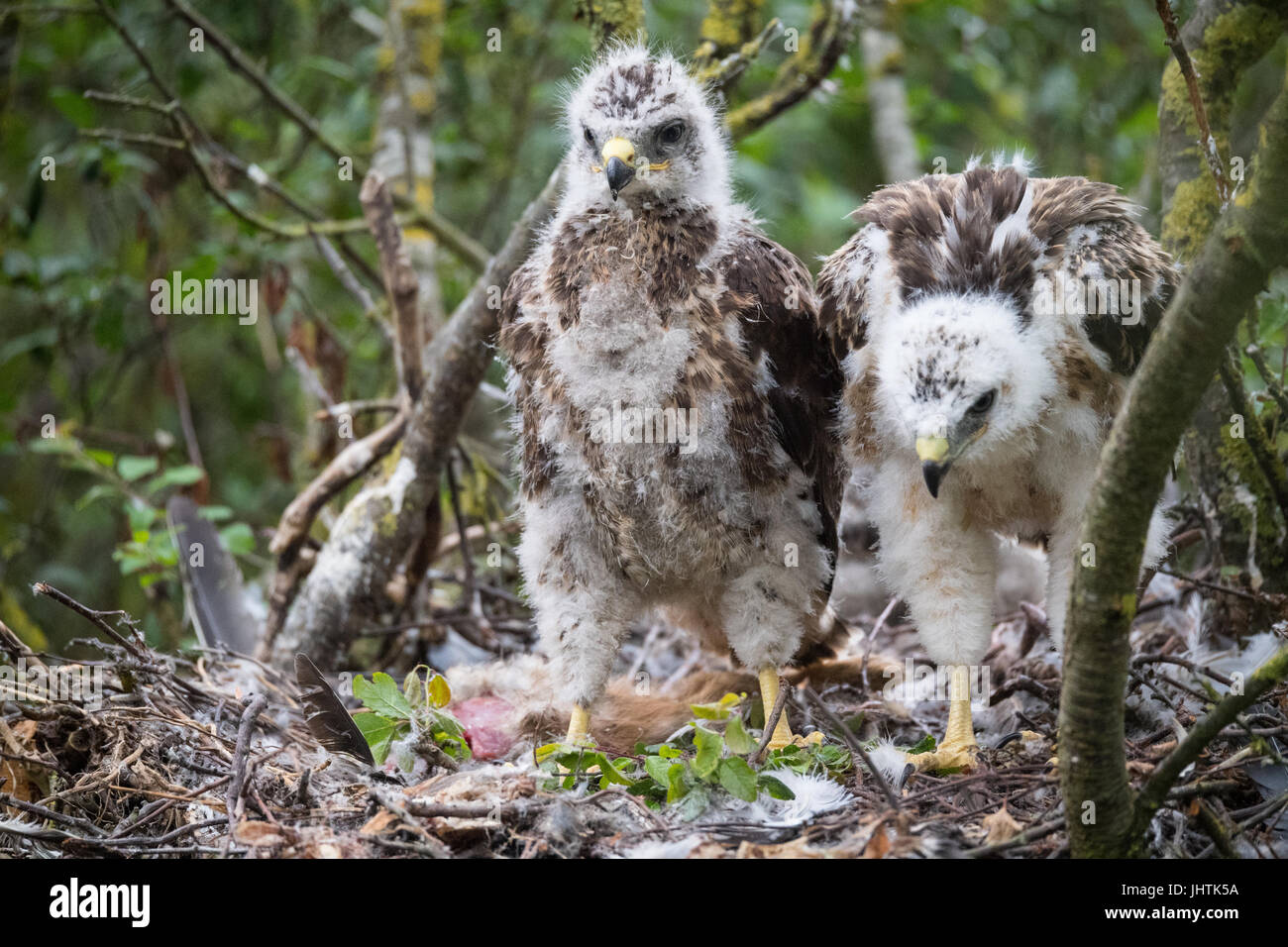 Buteo buteo common buzzard nest hi-res stock photography and images - Alamy