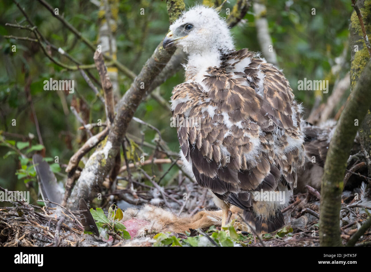 Buteo buteo common buzzard nest hi-res stock photography and images - Alamy