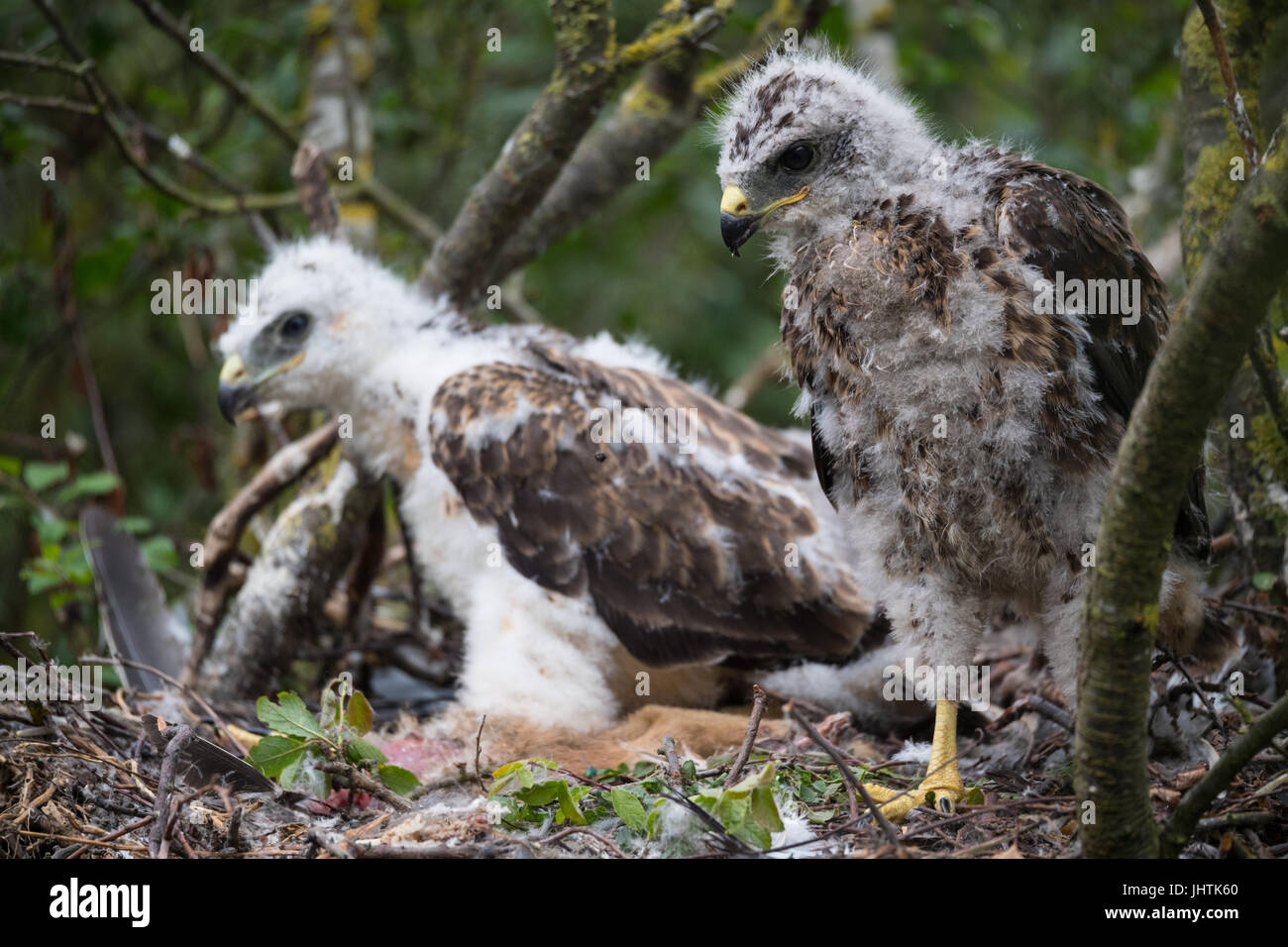 Buteo buteo common buzzard nest hi-res stock photography and images - Alamy
