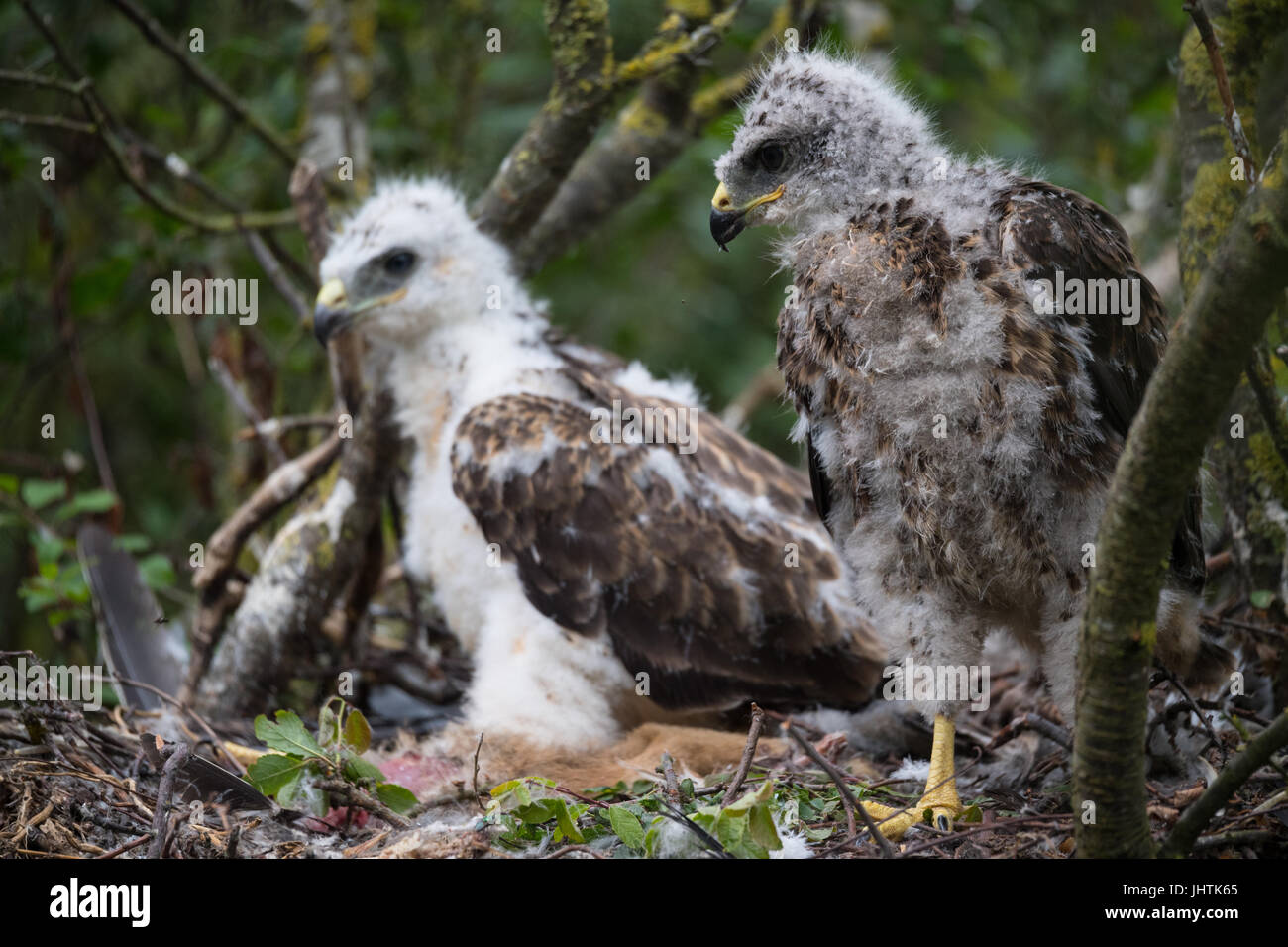 Buzzard chicks in Lincolnshire uk Stock Photo - Alamy