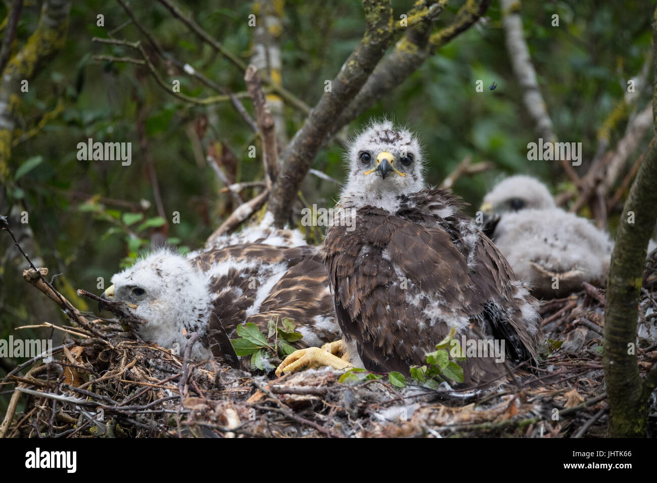 Common buzzard chick hi-res stock photography and images - Alamy