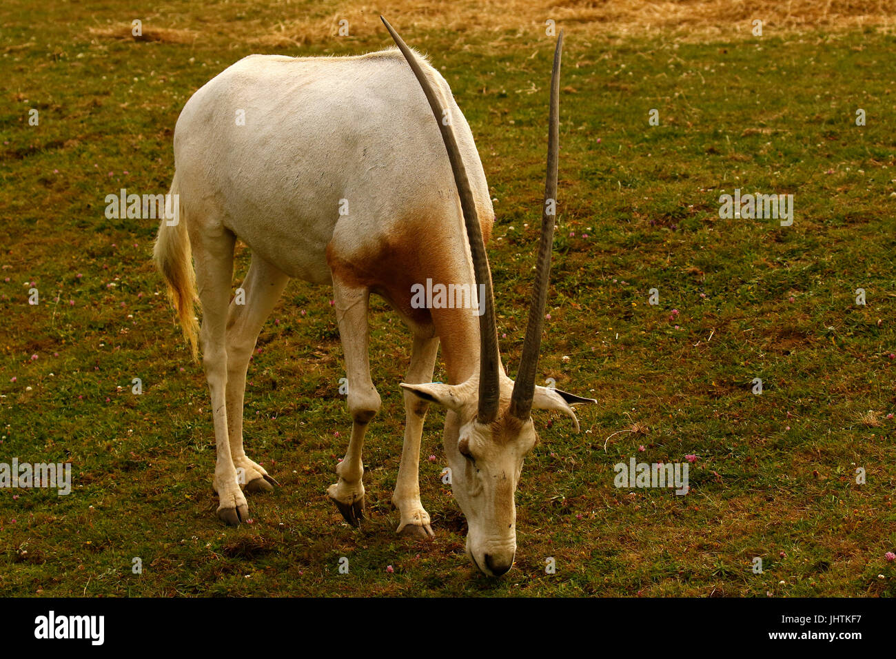 The Scimitar-horned Oryx now extinct in the wild Stock Photo - Alamy