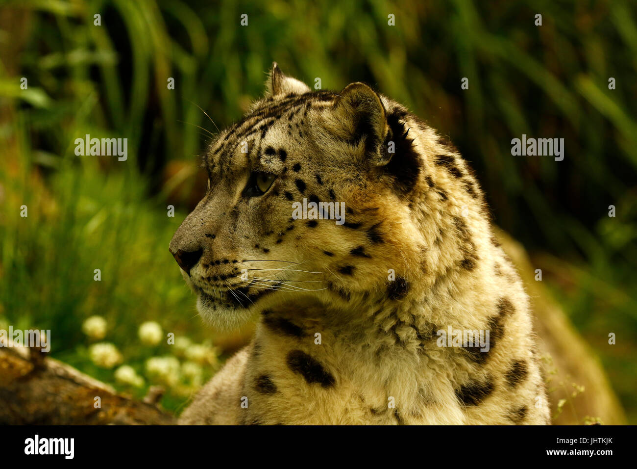 Rare patches of snow hi-res stock photography and images - Alamy