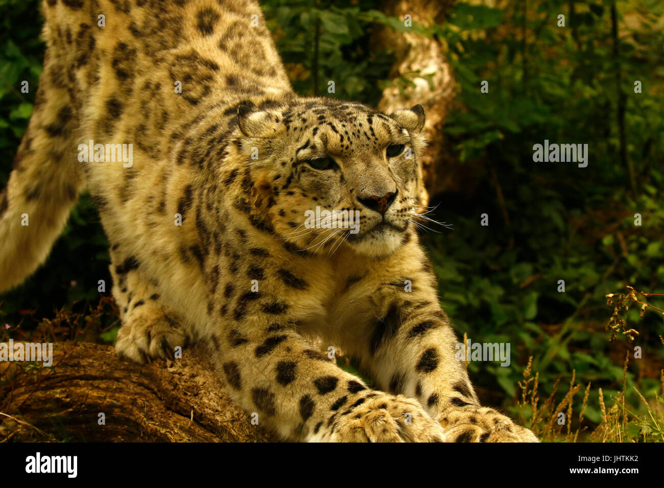 The very shy & rare Snow Leopard streching Stock Photo - Alamy
