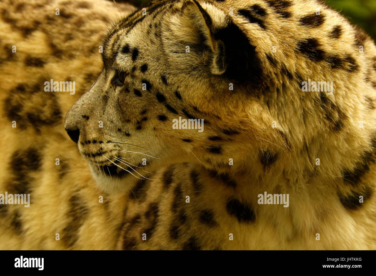 The very shy & rare Snow Leopard Stock Photo - Alamy