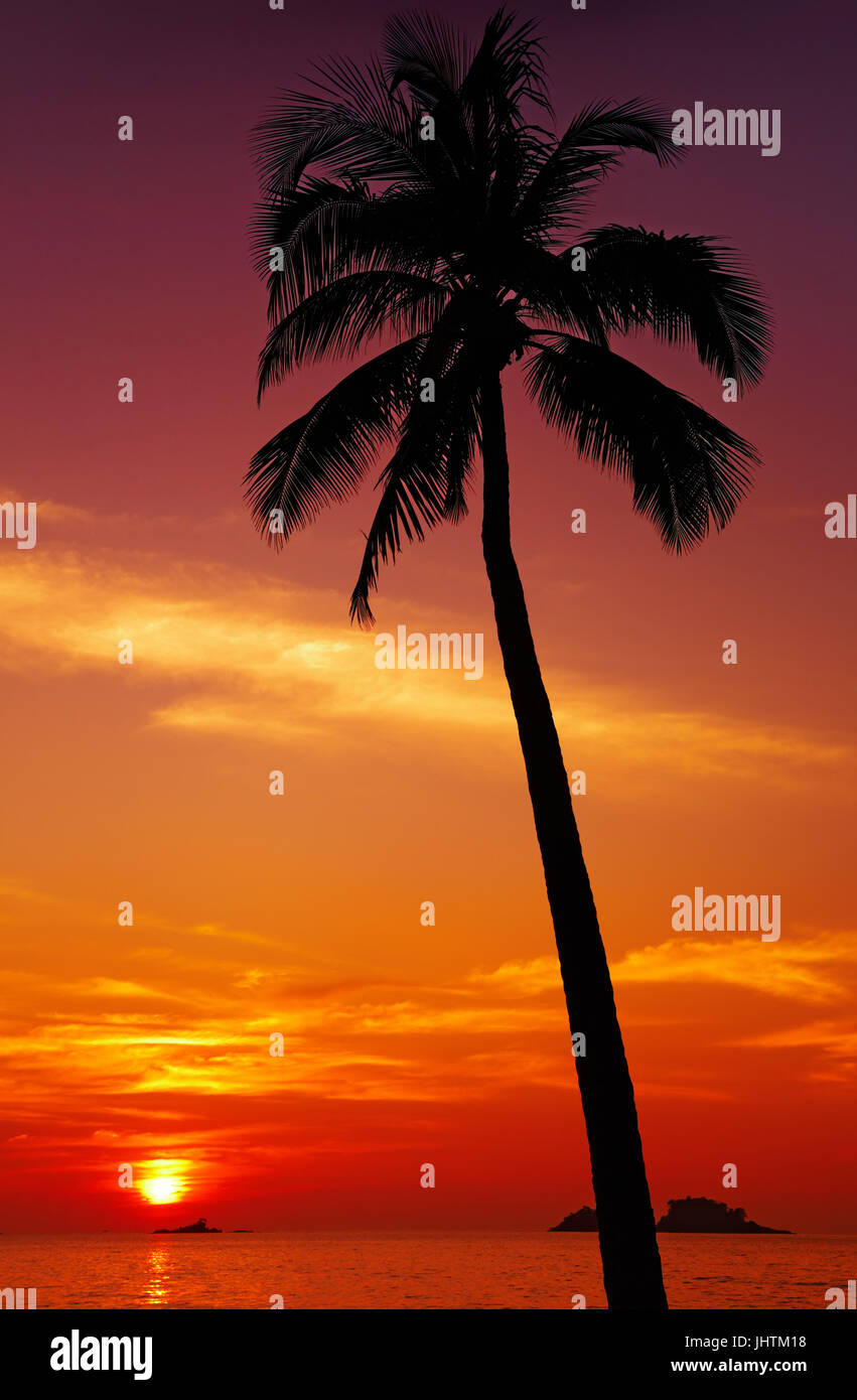 Palm Tree Silhouette Sunset