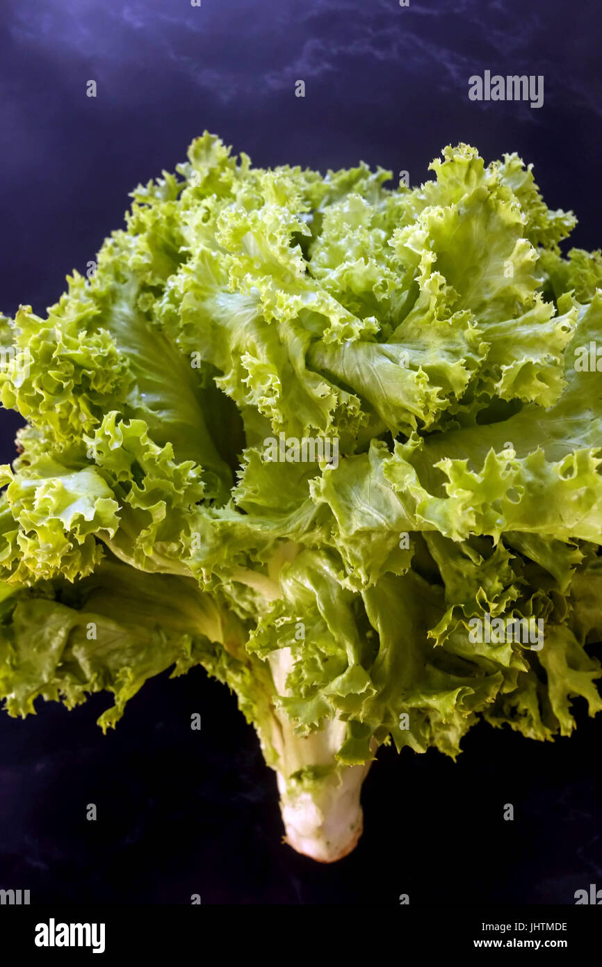 Batavia green lettuce hi-res stock photography and images - Alamy