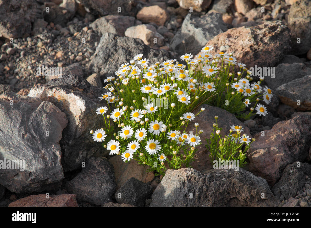 Flora of Tenerife, Canary Islands - Argyranthemum tenerifae locally ...