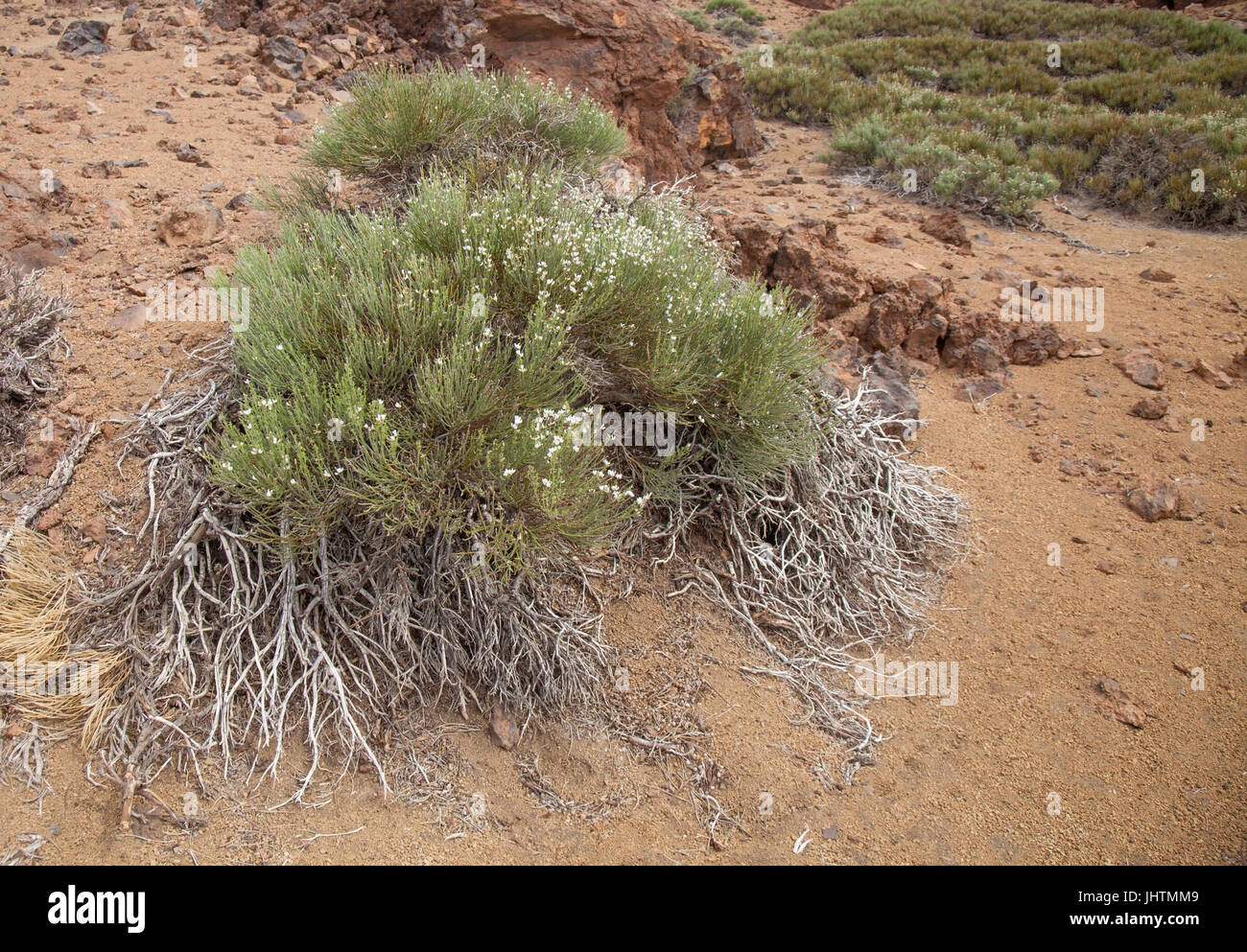 Canary Islands, Tenerife, white-flowering high altitude broom species ...