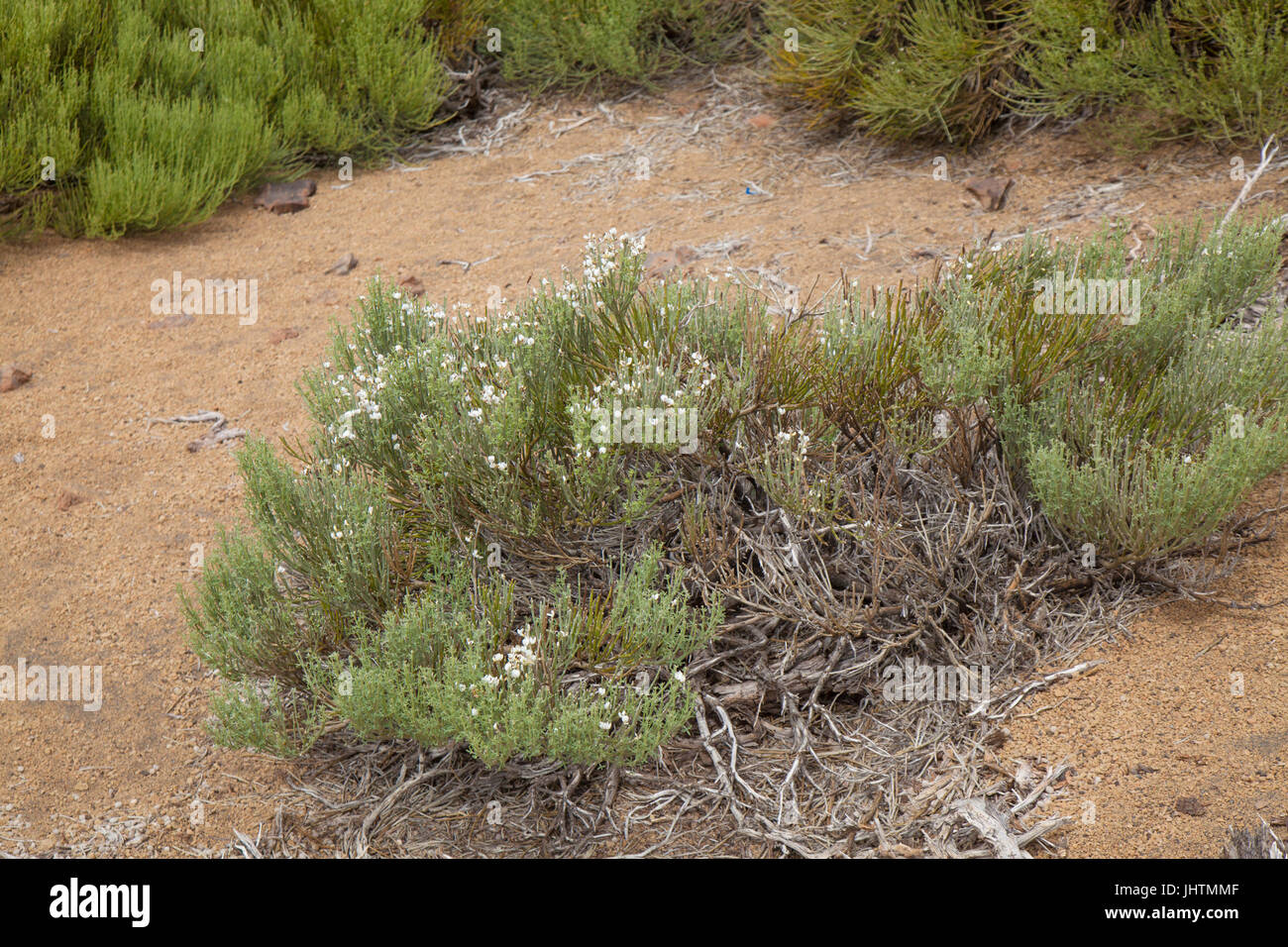 Canary Islands, Tenerife, white-flowering high altitude broom species ...