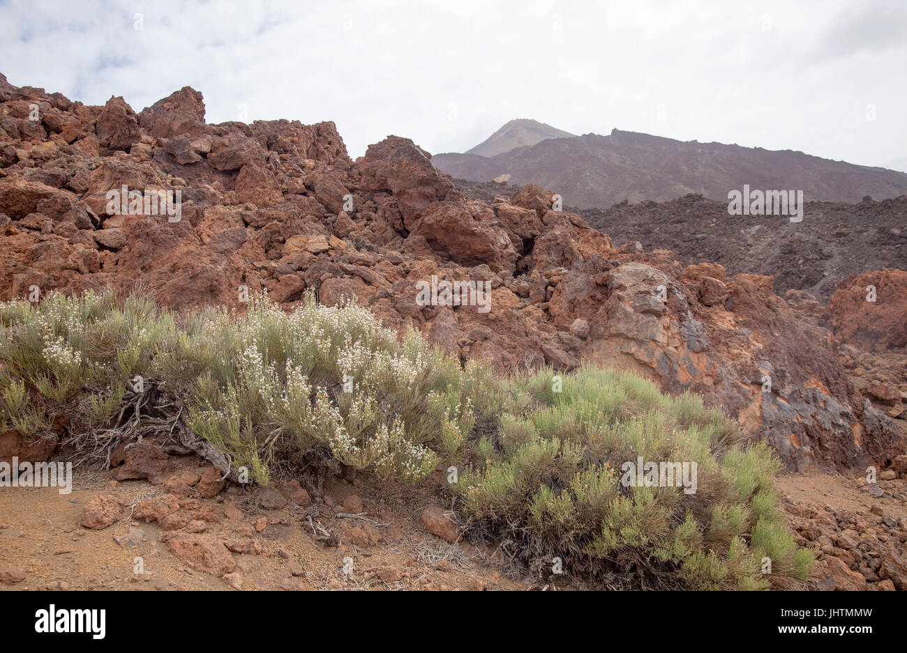 Canary Islands, Tenerife, white-flowering high altitude broom species ...