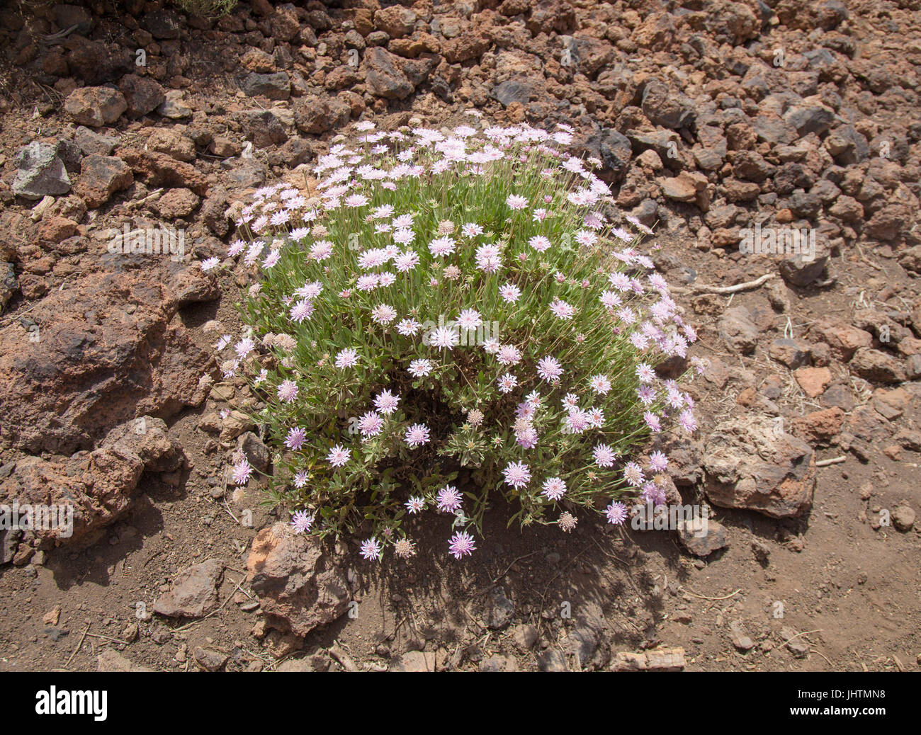 Flora of Tenerife, Canary Islands - Pterocephalus lasiospermus ...