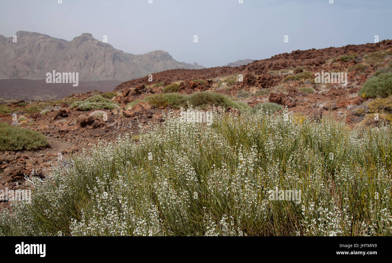 Canary Islands, Tenerife, white-flowering high altitude broom species ...