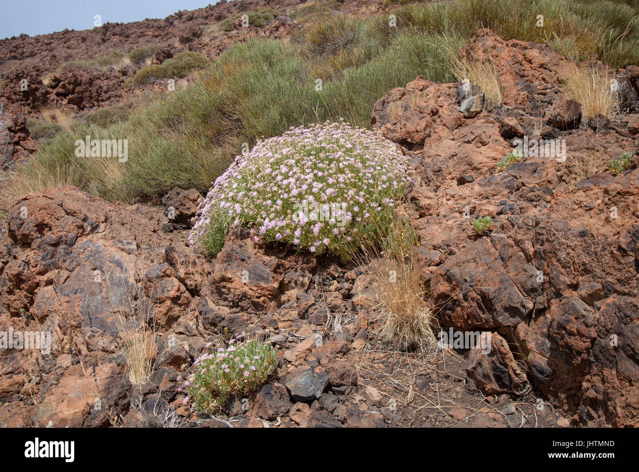 Flora of Tenerife, Canary Islands - Pterocephalus lasiospermus ...