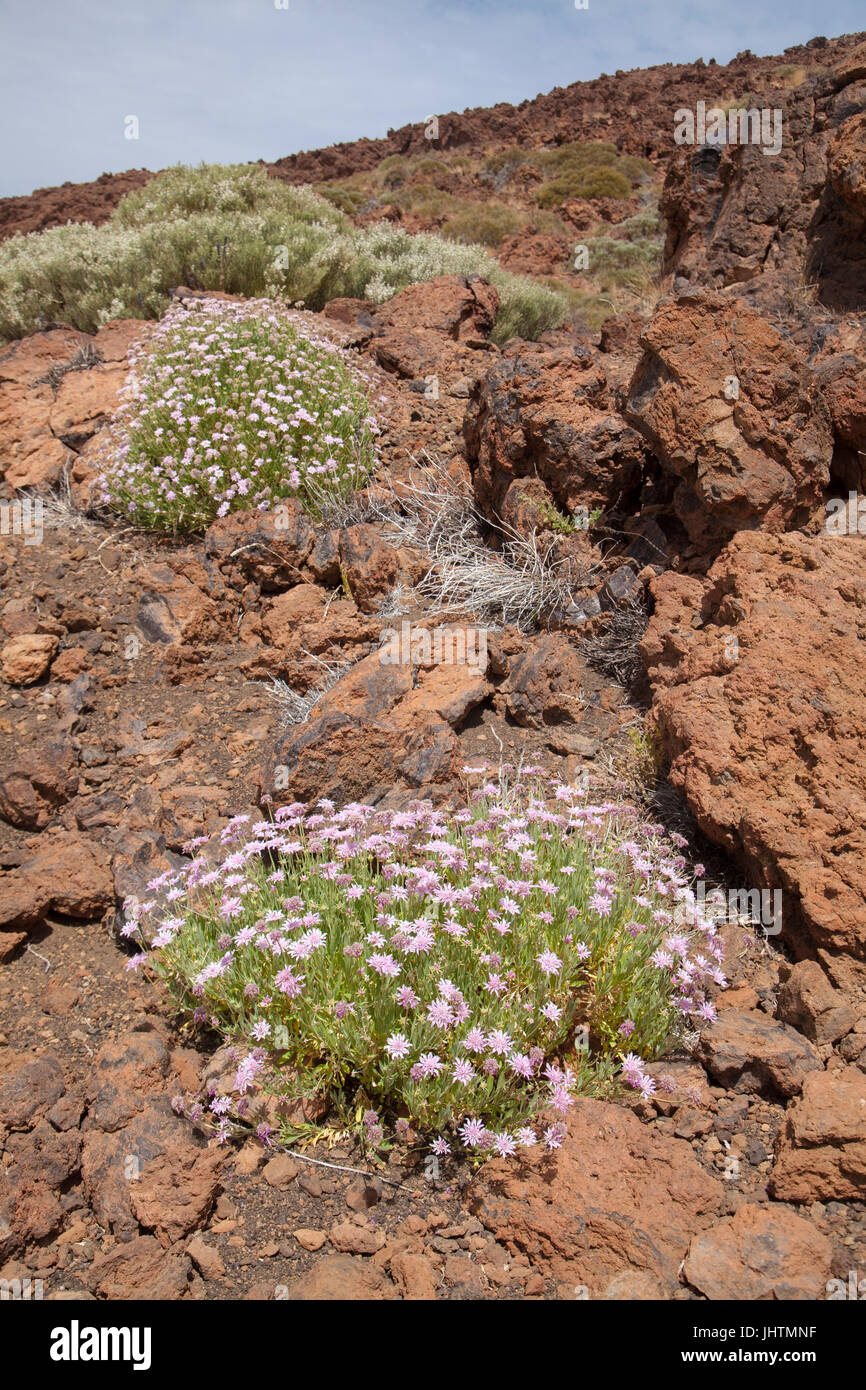 Flora of Tenerife, Canary Islands - Pterocephalus lasiospermus ...