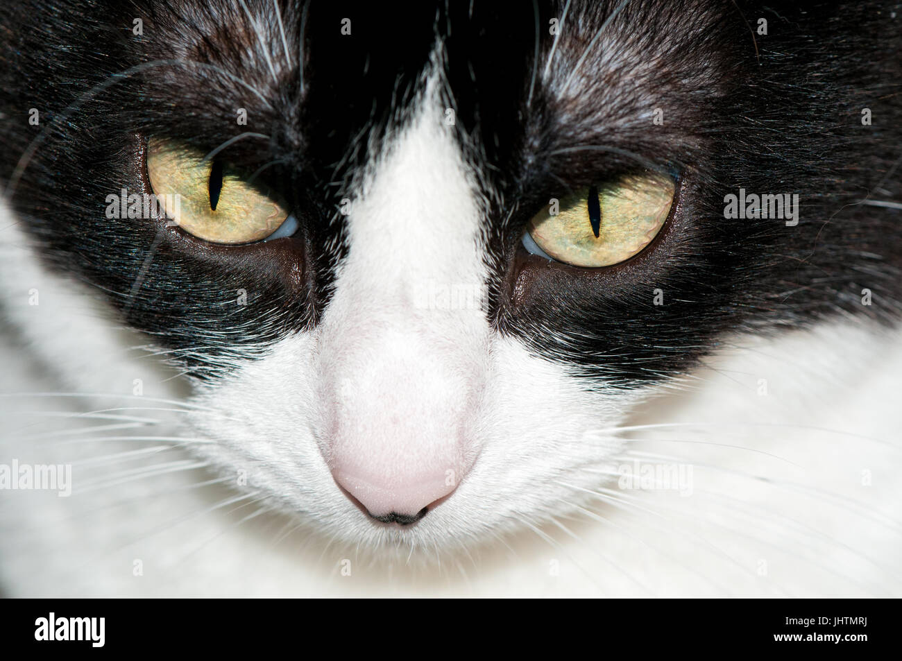 Cat face closeup, eyes looking down Stock Photo - Alamy