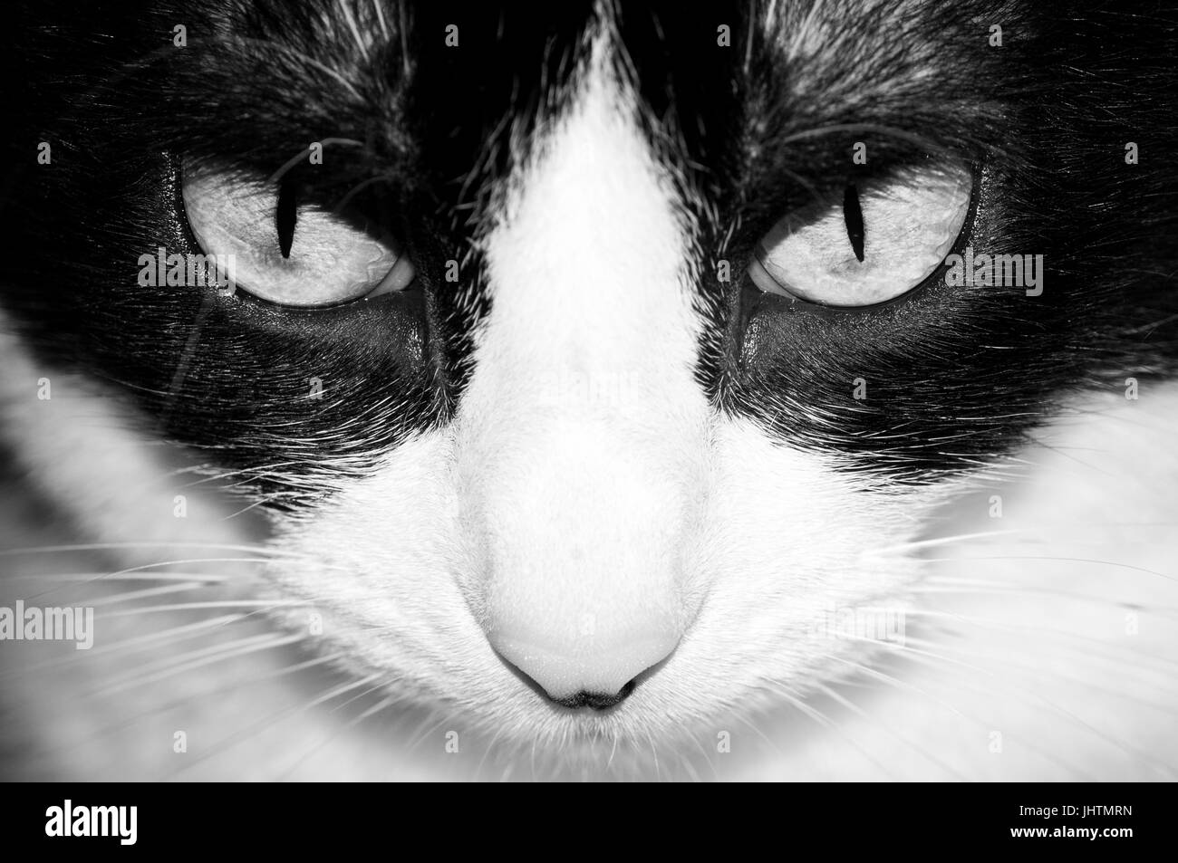 Cat face closeup, eyes looking down Stock Photo - Alamy