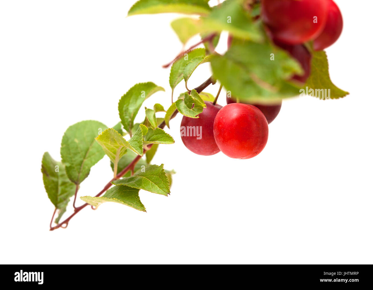small red plums on branches isolated on white Stock Photo - Alamy