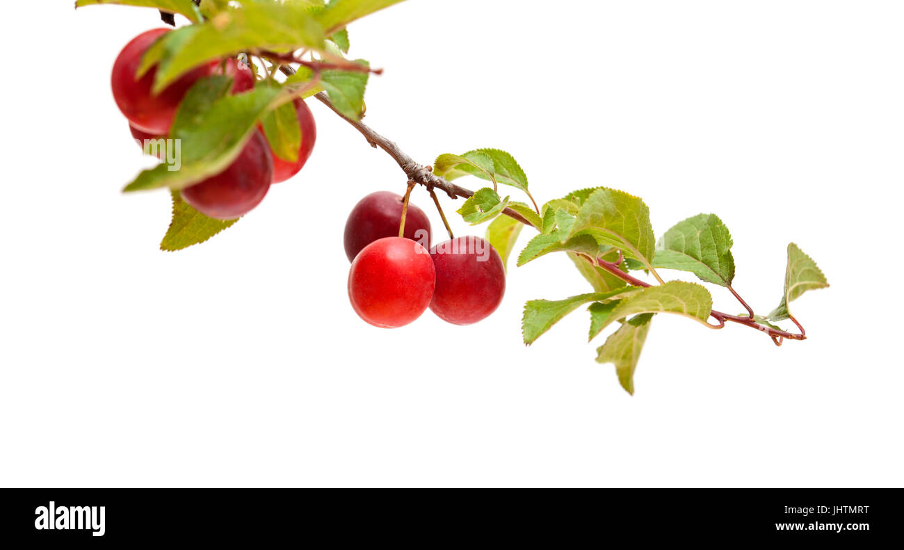 small red plums on branches isolated on white Stock Photo - Alamy