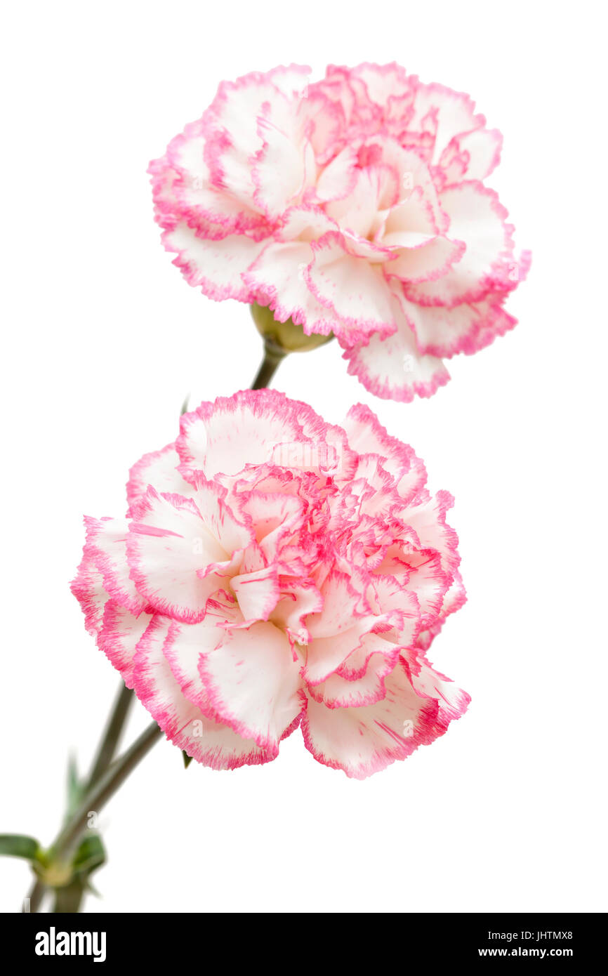 Carnation flower symbolism Cut Out Stock Images & Pictures - Alamy