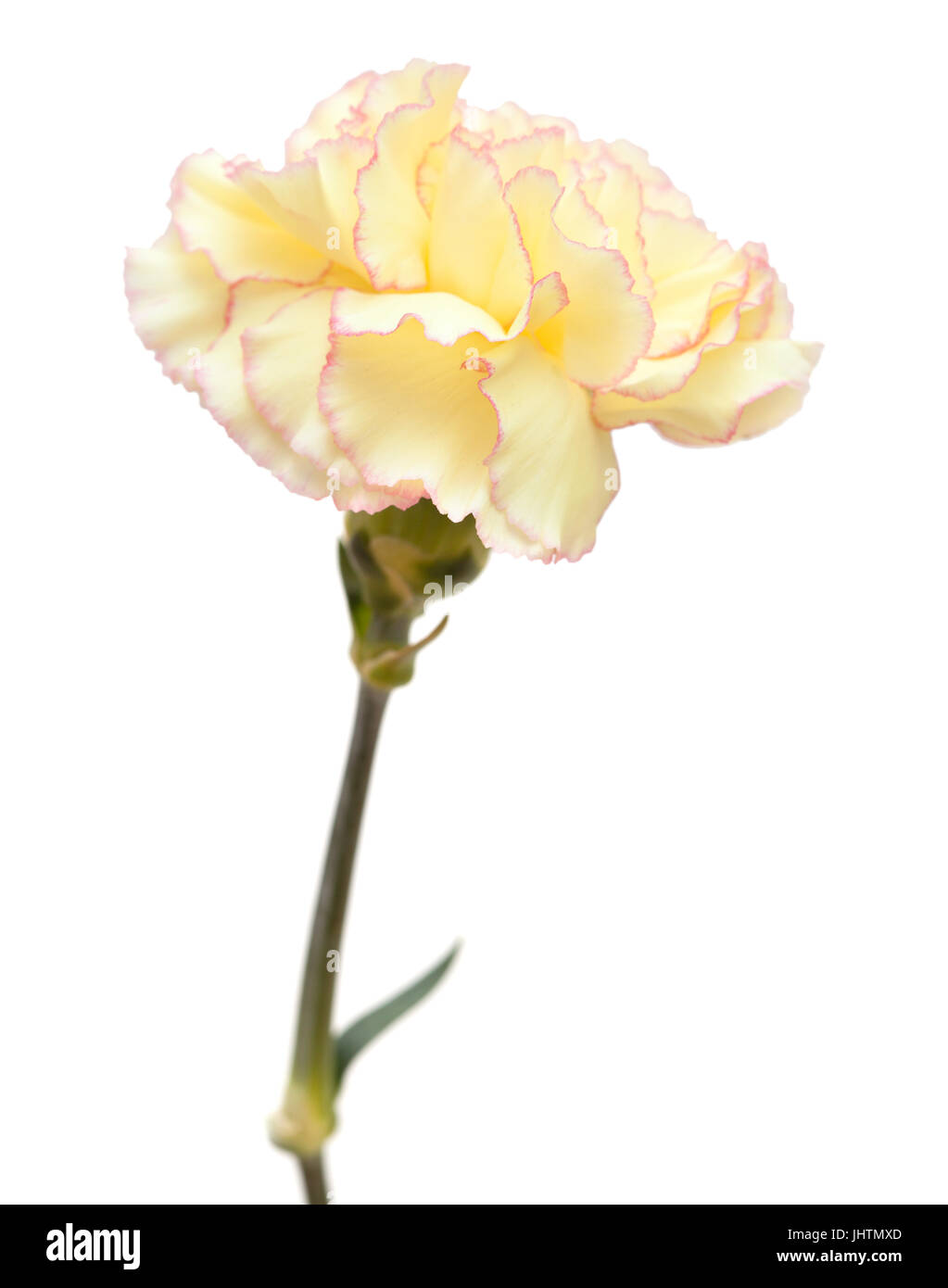 pretty pink and yellow carnation isolated on white background Stock ...