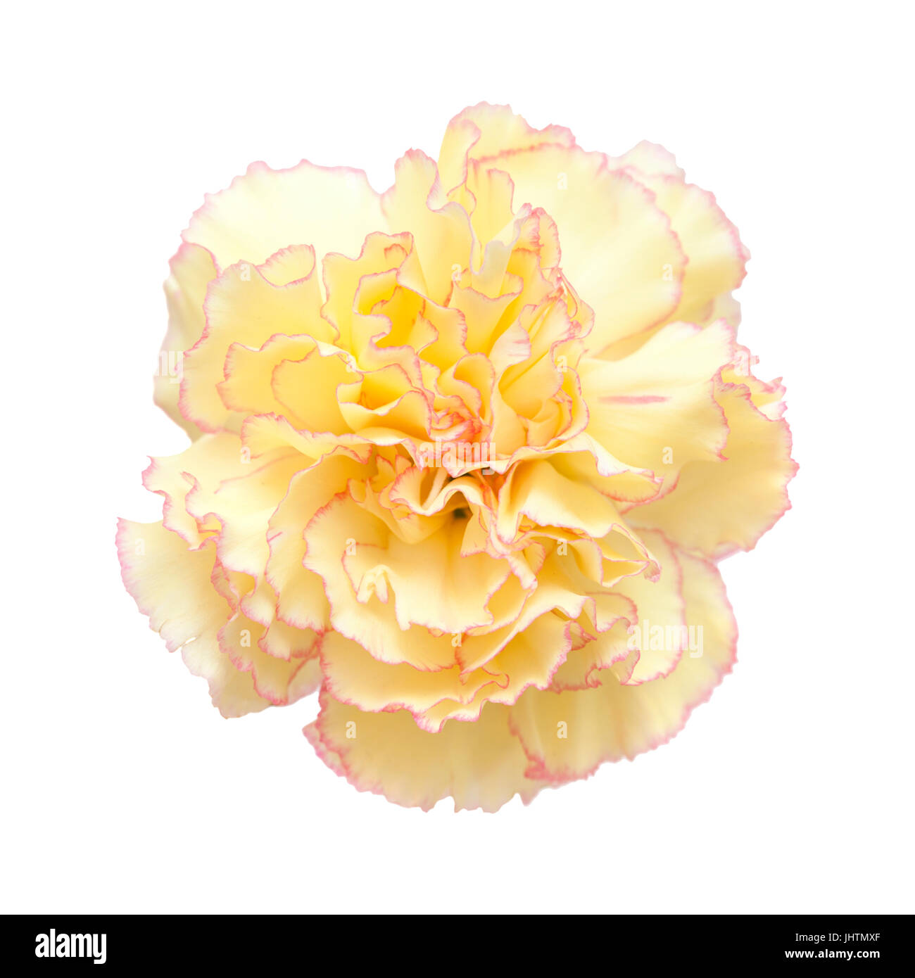 pretty pink and yellow carnation isolated on white background Stock ...