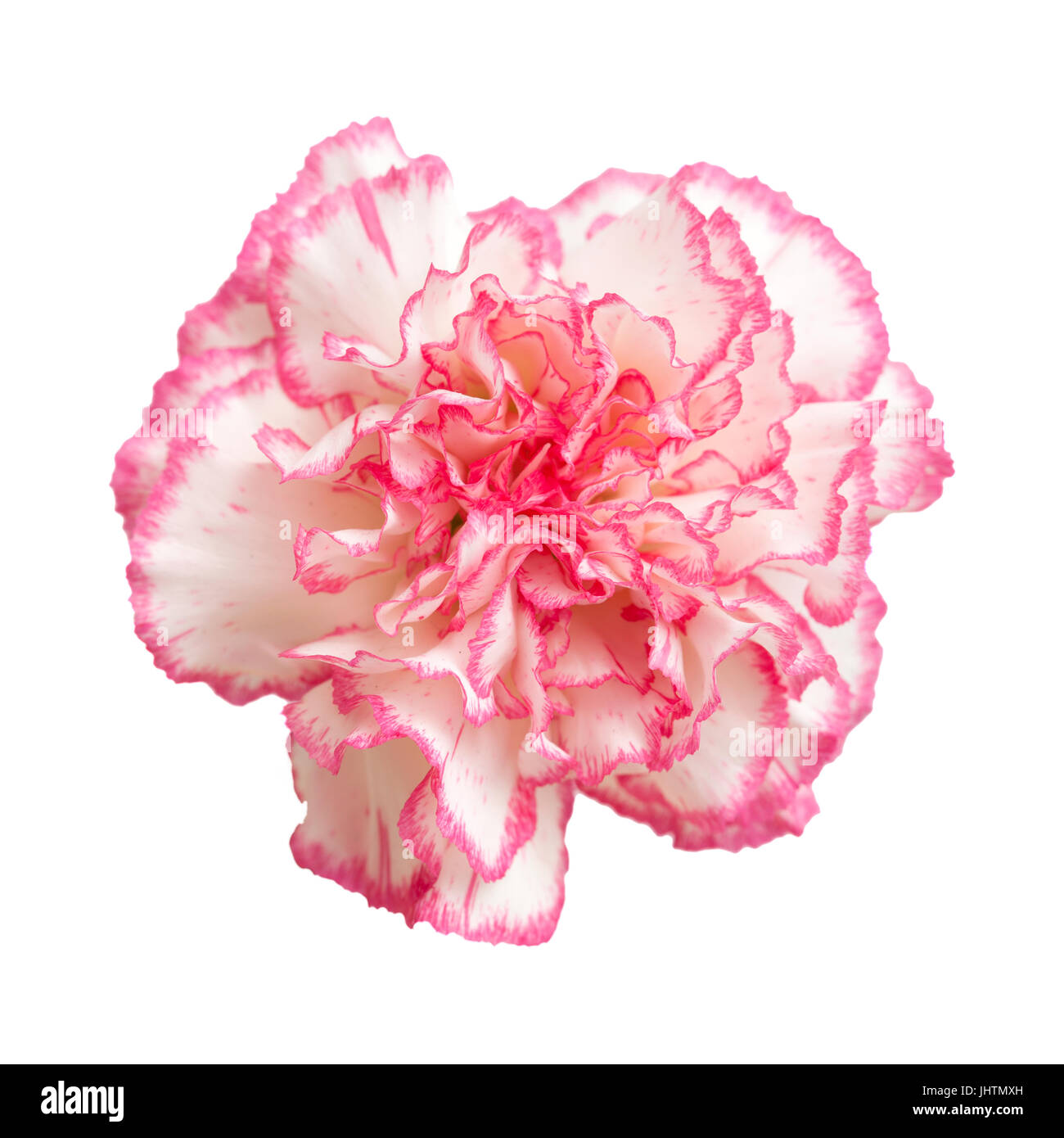 pretty pink carnation isolated on white background Stock Photo - Alamy