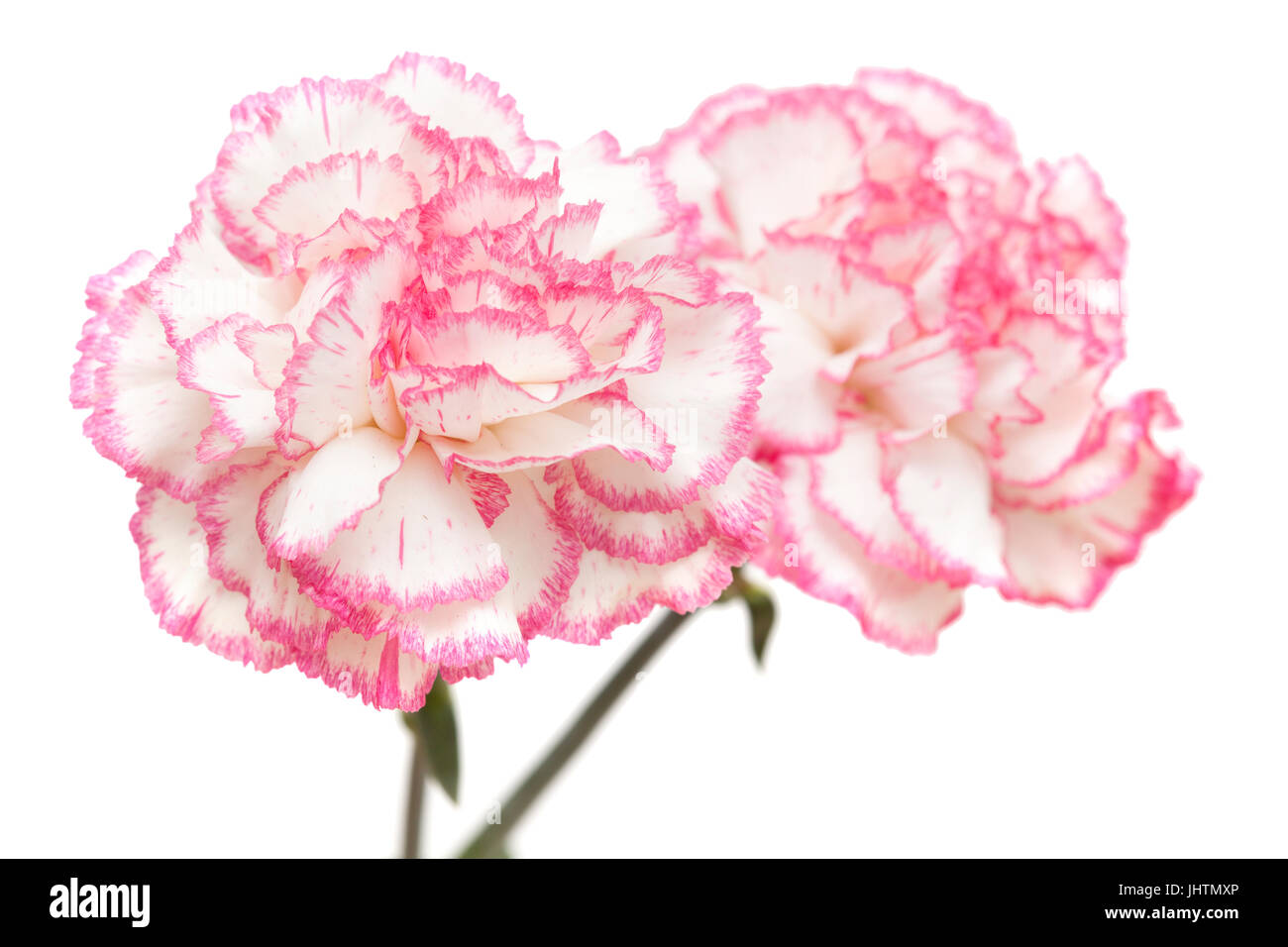 pretty pink carnation isolated on white background Stock Photo - Alamy