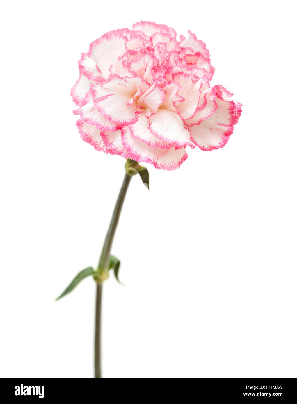 pretty pink and yellow carnation isolated on white background Stock ...