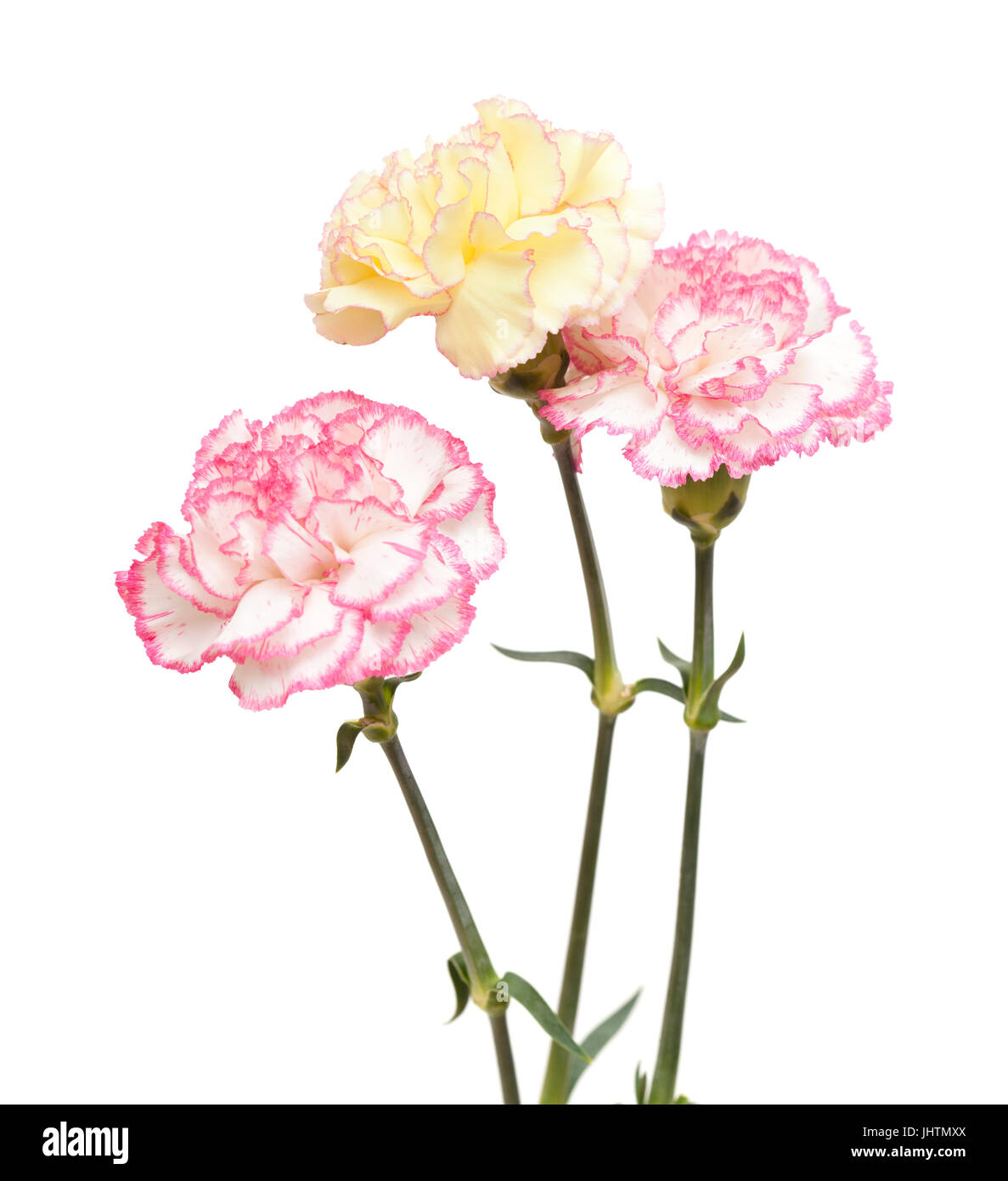 pretty pink and yellow carnation isolated on white background Stock ...