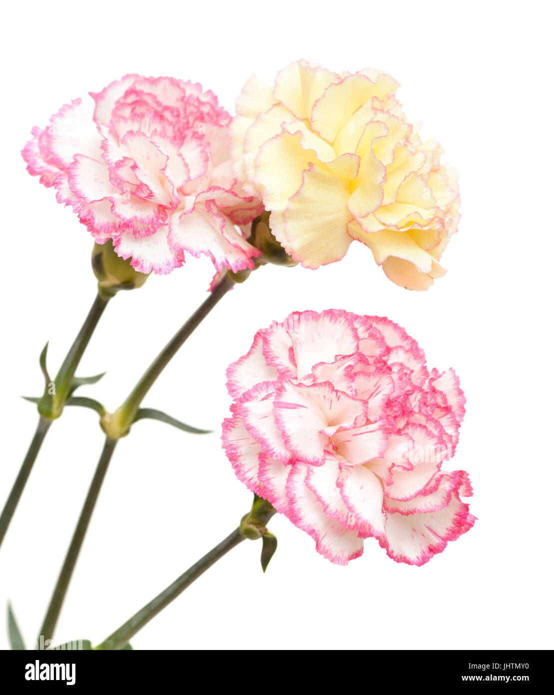 pretty pink and yellow carnation isolated on white background Stock ...