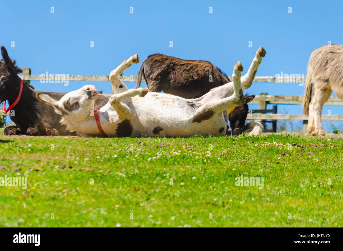 Rolling donkey hi-res stock photography and images - Alamy