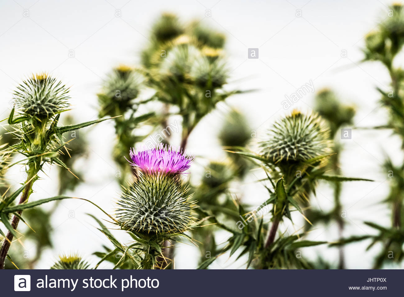 Thistle Scotland Emblem Stock Photos & Thistle Scotland Emblem Stock ...